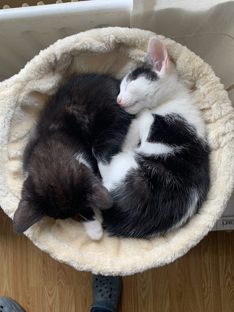 Home [catstrust.ie]